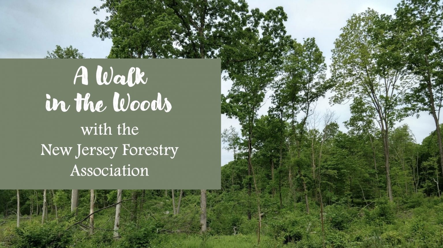 New Jersey Forestry Association